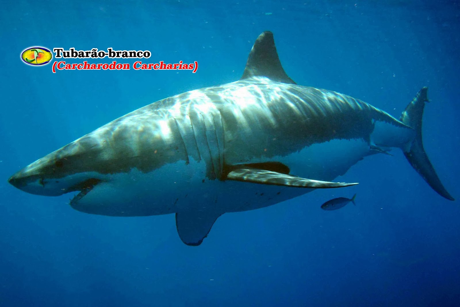 Zoologia: Tubarão-branco (Carcharodon carcharias)